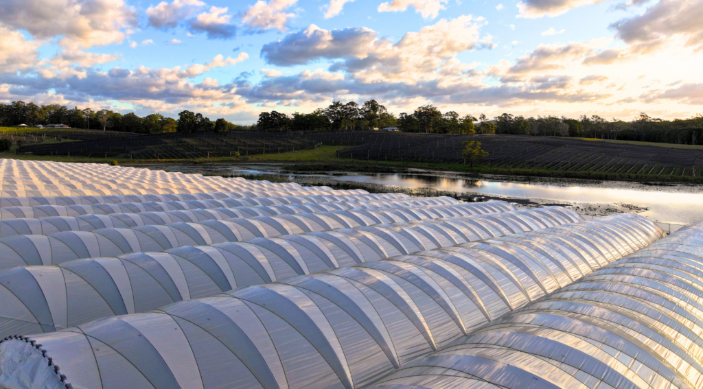 AgroBerry Pro Series | Envirotech & Spanish Tunnel | Haygrove ...